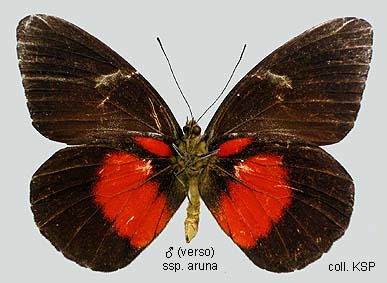 Papua Insects Foundation (Lepidoptera/Pieridae/Pierinae(Delias aruna)